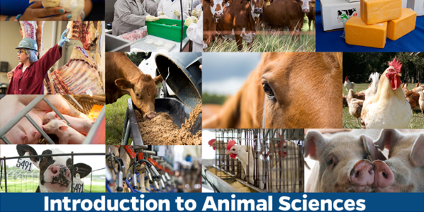 Exemplary Online Teaching Awards | Center for Teaching Excellence